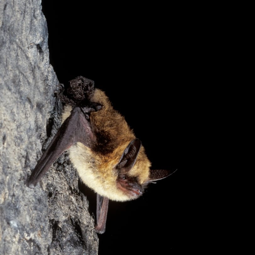 Bats by Region - Bat Conservation International