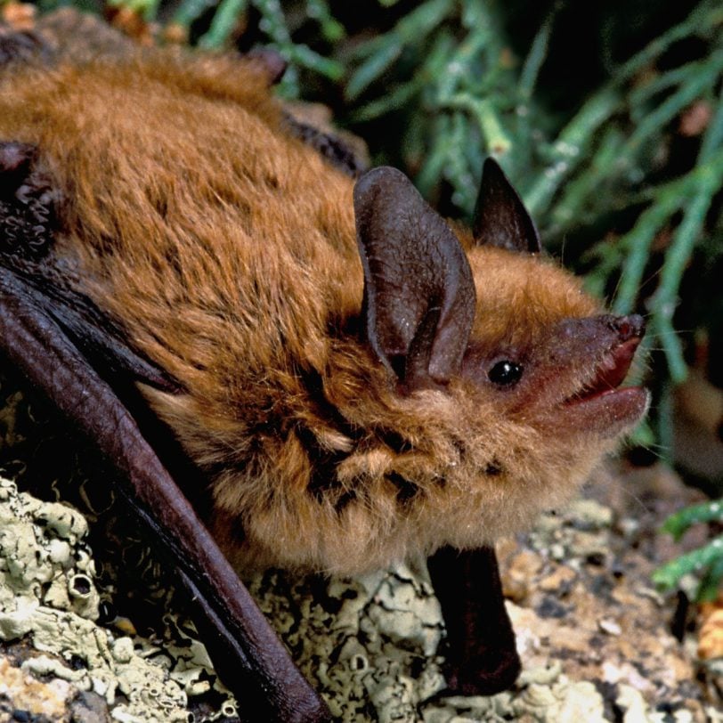 Bats by Region - Bat Conservation International