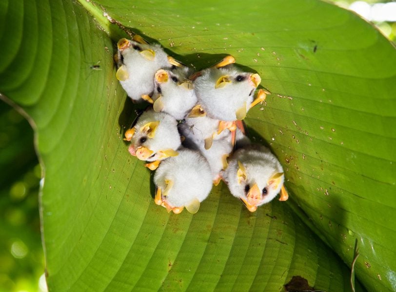 Bat Conservation International | Protecting Bats Worldwide