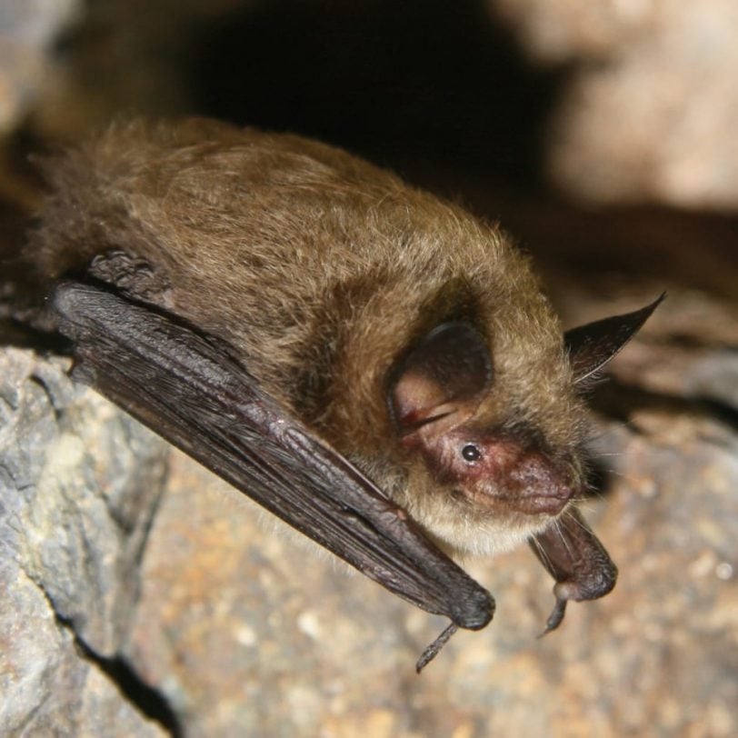 Bat Sounds - Bat Conservation International