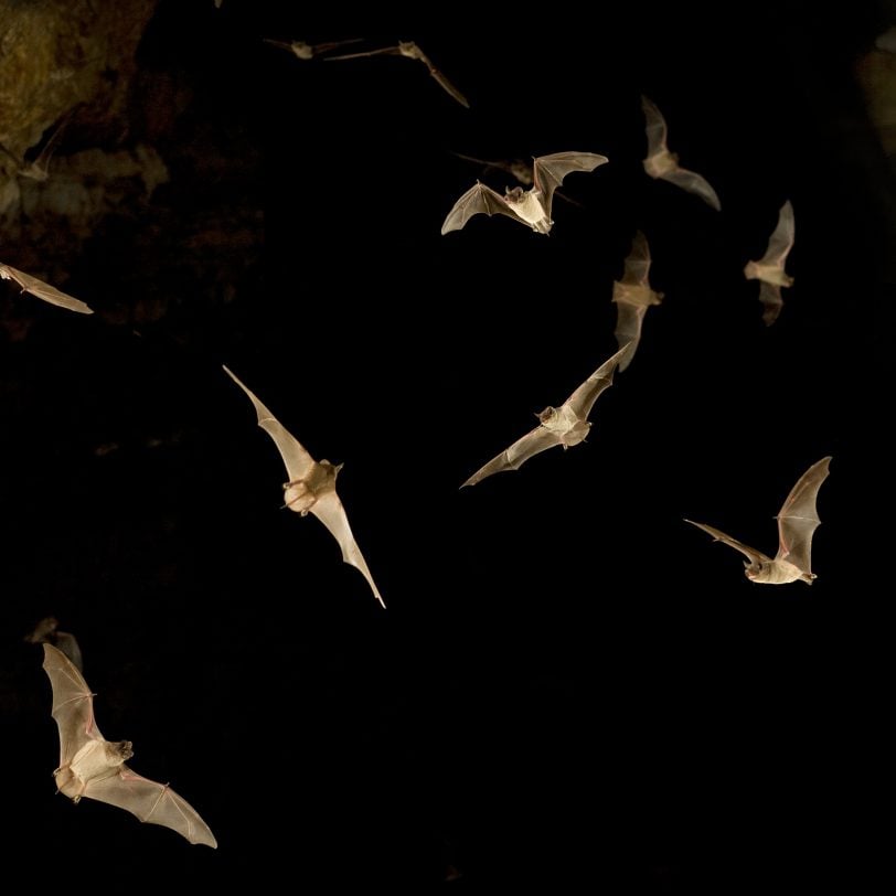 Bat Viewing Sites & Events - Bat Conservation International