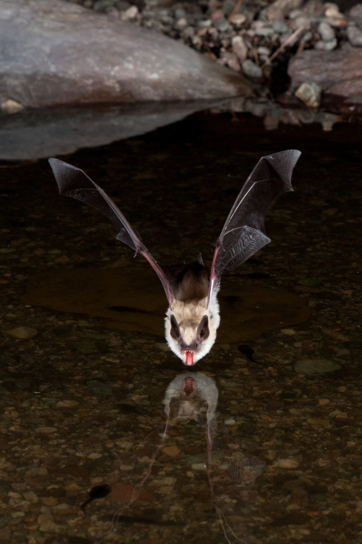 Providing Water For Thirsty Bats - Bat Conservation International