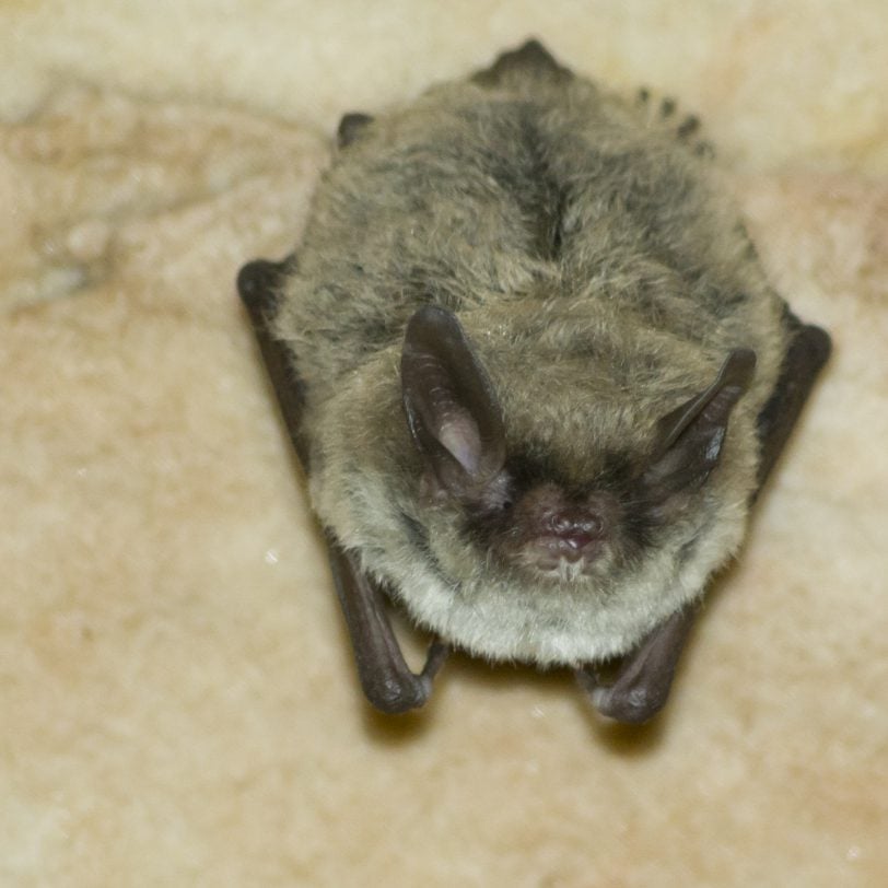 Bat Viewing Sites & Events - Bat Conservation International