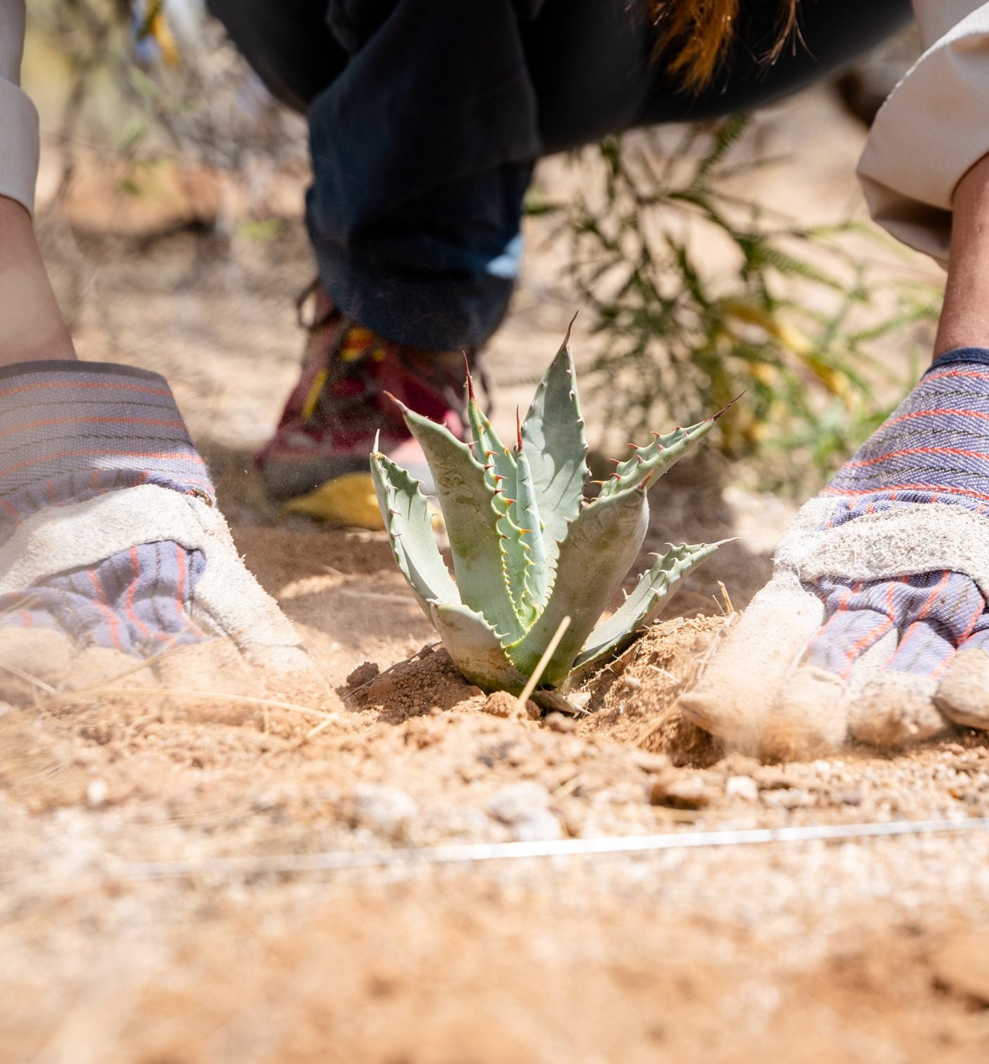 Pollinating Bats: Agave Restoration Initiative - Bat Conservation ...