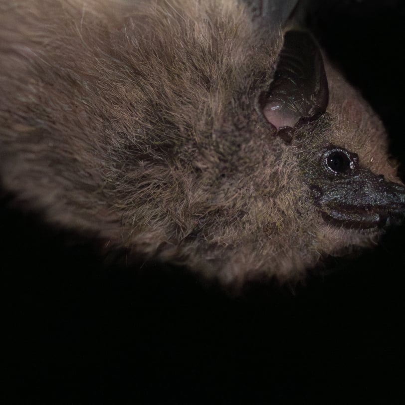 Bats by Region - Bat Conservation International