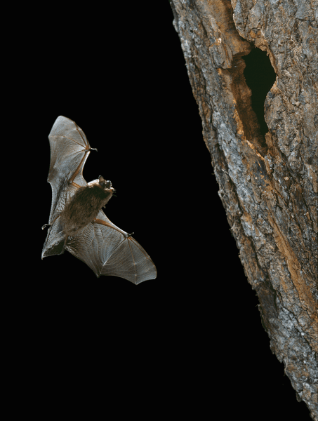Long Live Bats! - Bat Conservation International