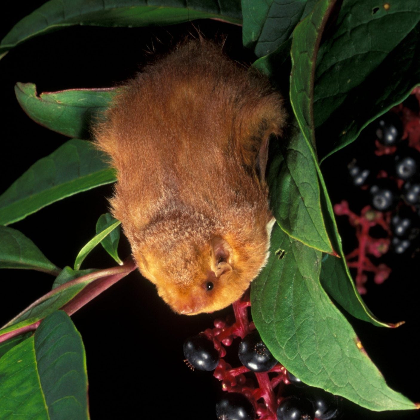 Listening for Bats Along the West Coast - Bat Conservation International