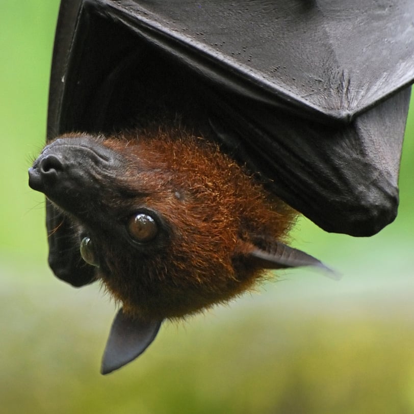 Creating Federally Protected Areas for Flying Foxes in Malaysia - Bat ...