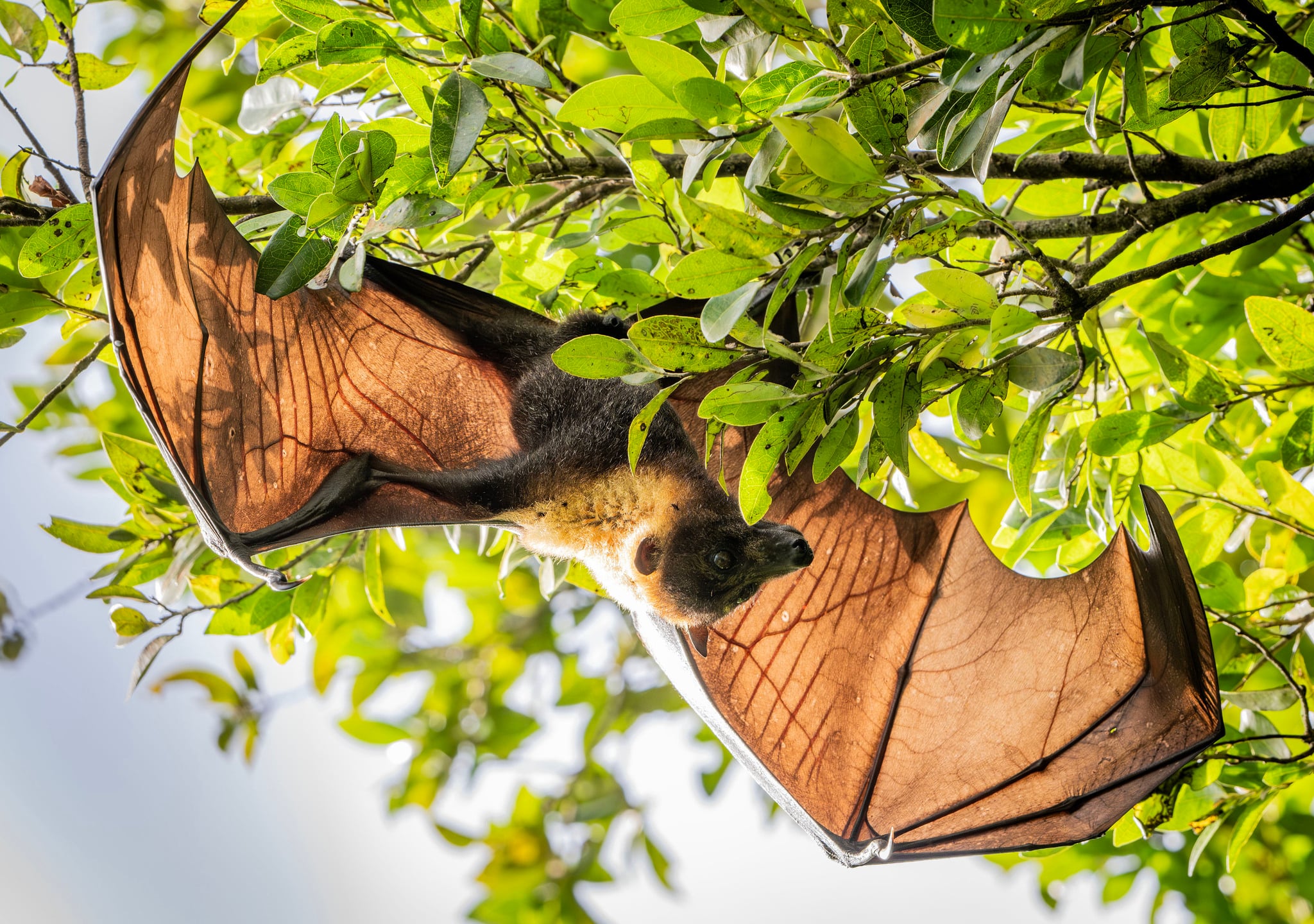 Daylight Savings Bats - Bat Conservation International