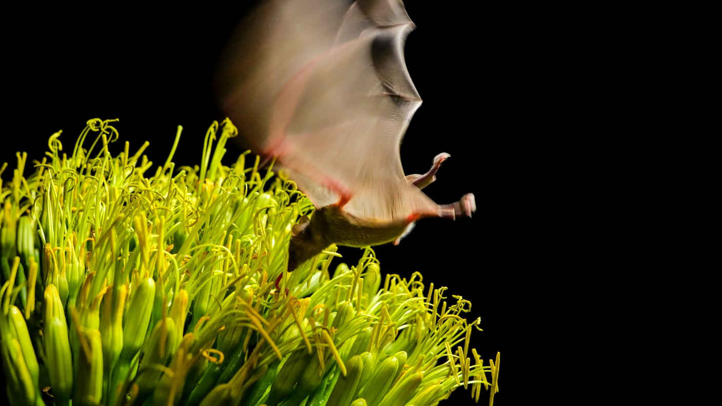 Pollinating Bats: Agave Restoration Initiative - Bat Conservation ...