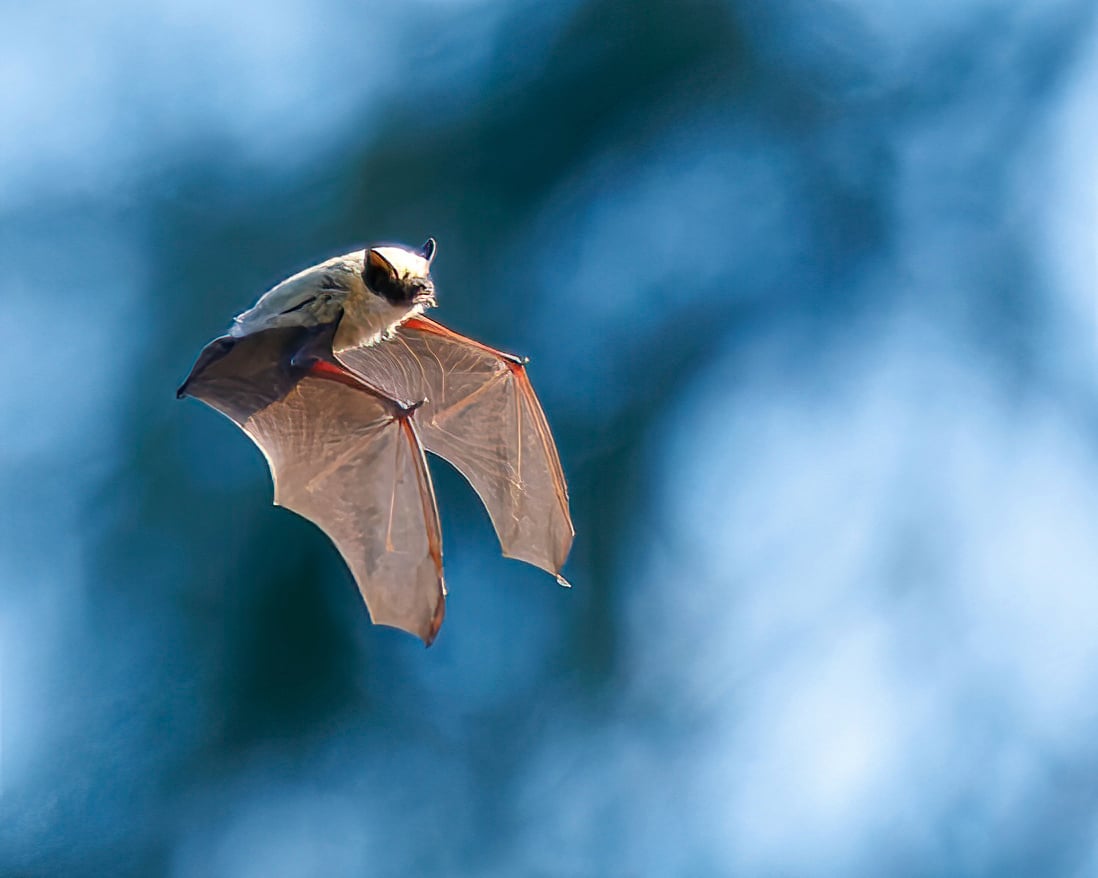 The Ten Most Common Bats in the U.S. - Bat Conservation International