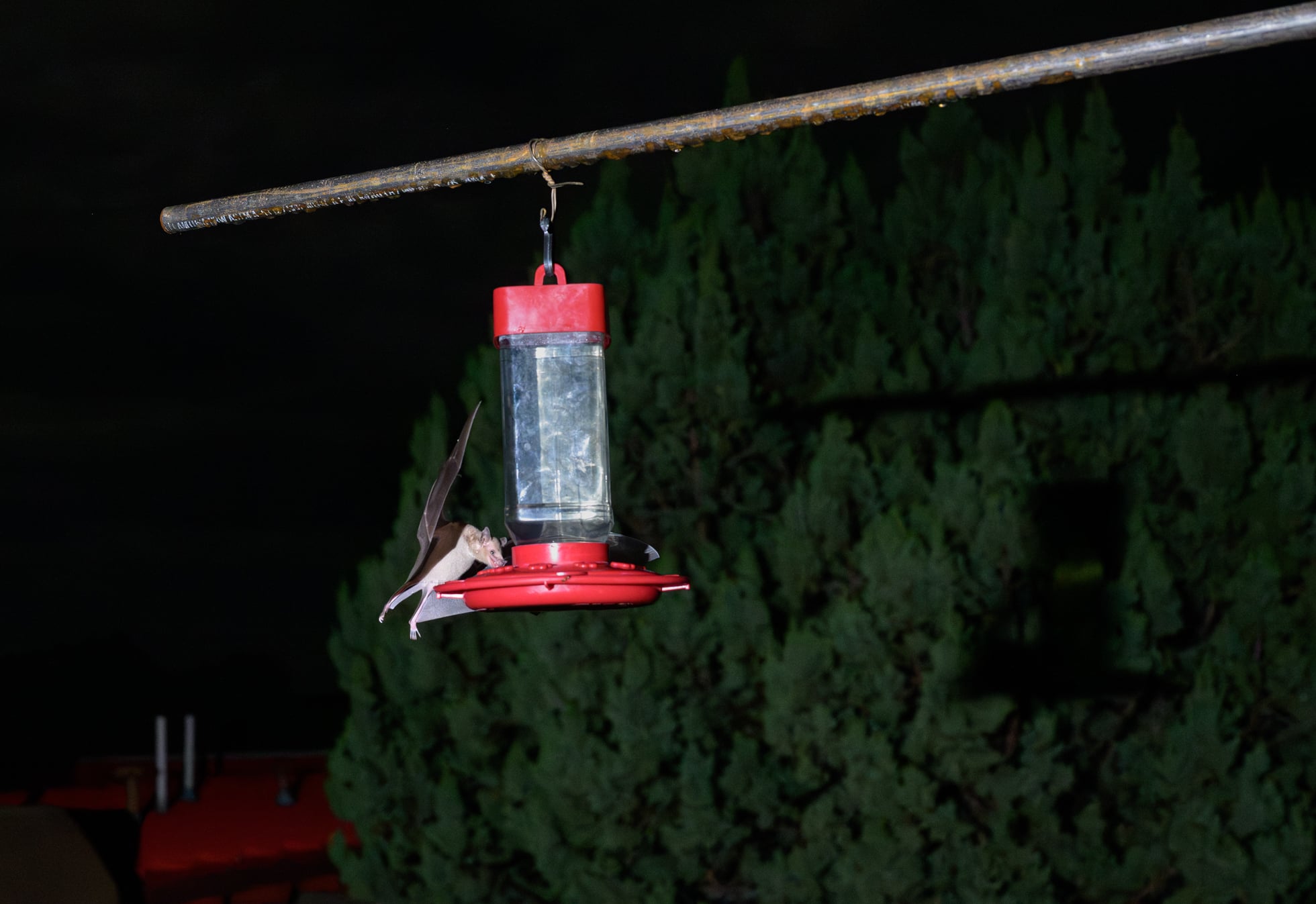 eDNA Surveys Reveal Northernmost Record of the Endangered Mexican Long ...