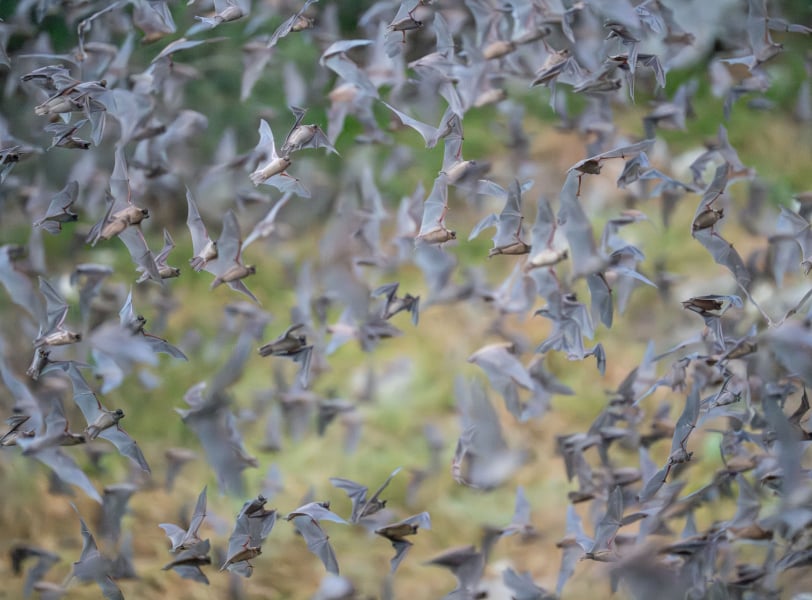 Fishing Bats - Bat Conservation International