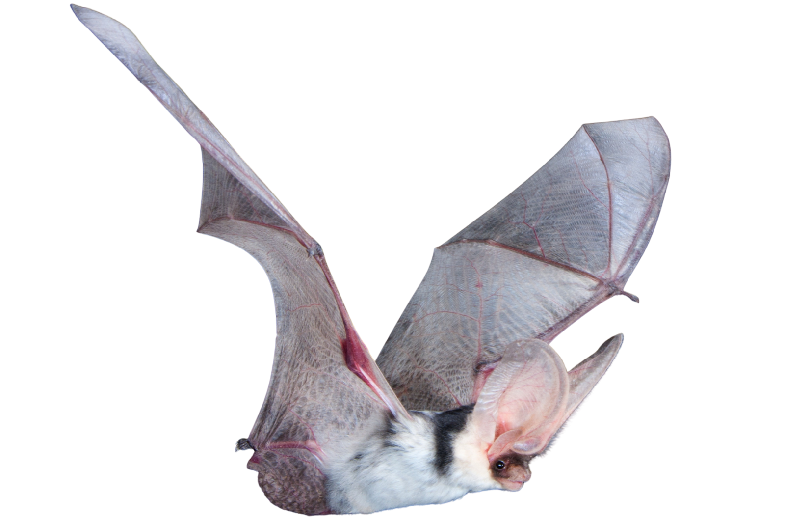 Bat Ambassadors - Bat Conservation International