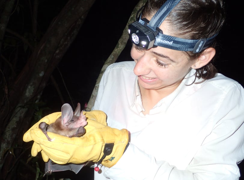 Smelly Bats and Bats that Smell - Bat Conservation International