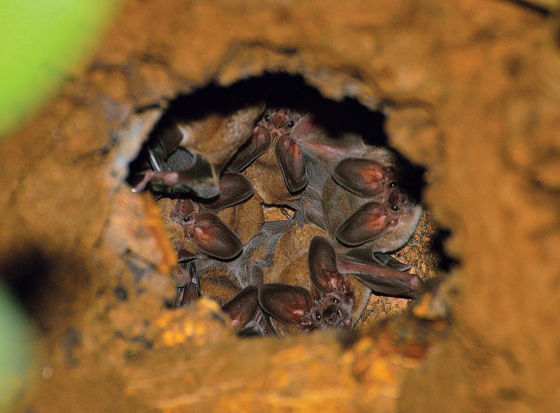 Smelly Bats and Bats that Smell - Bat Conservation International
